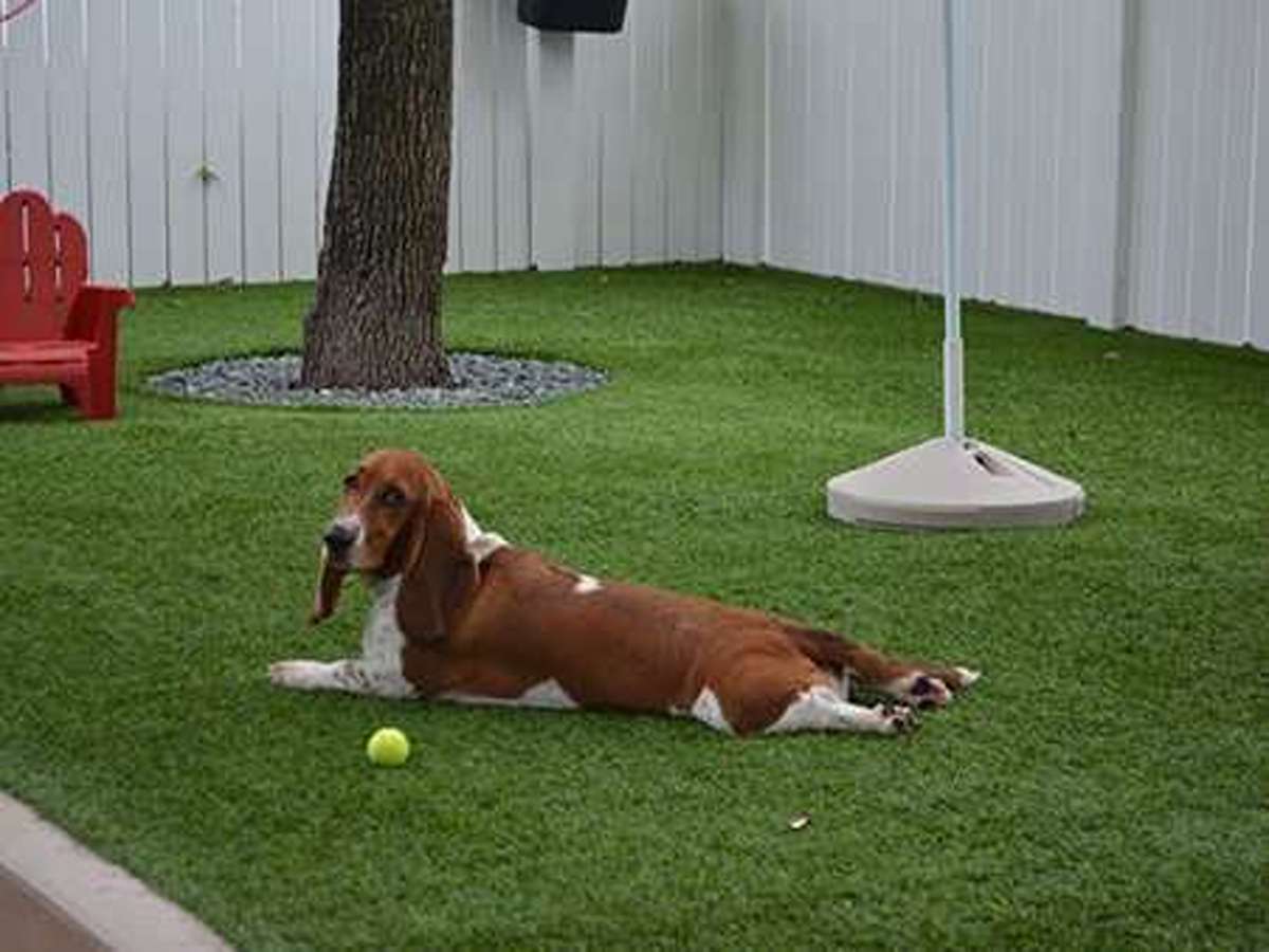Pure-Zeo Infill - Elite Synthetic Grass | Artificial Grass Perth