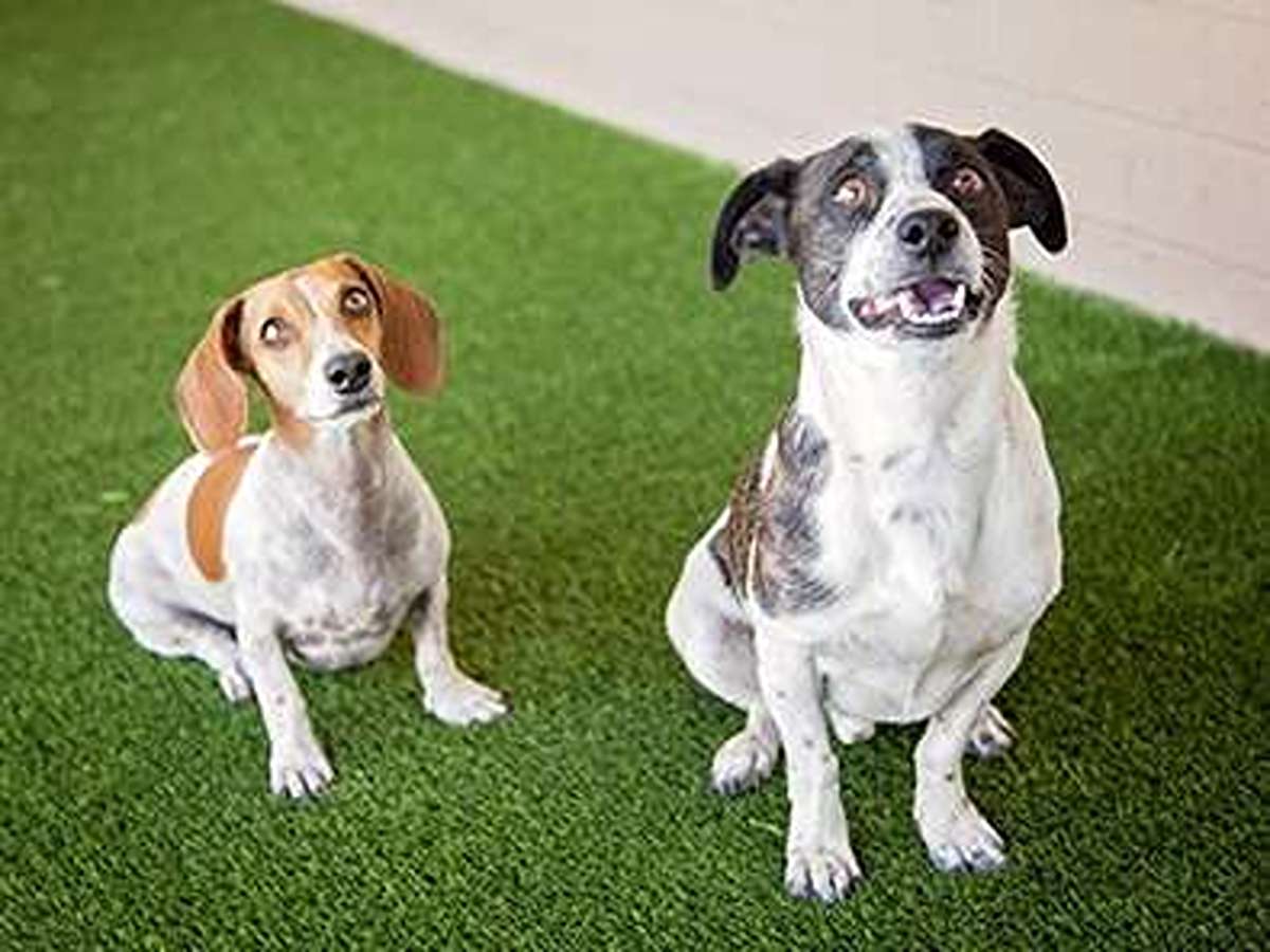 Pure-Zeo Infill - Elite Synthetic Grass | Artificial Grass Perth